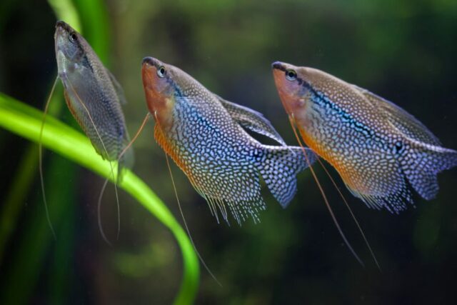 Are Gouramis Aggressive? (And Will They Bite Other Fish?) - Avid Aquarist