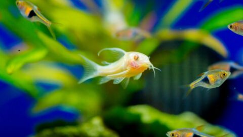 The Best Cory Catfish Tank Size By Species - Avid Aquarist