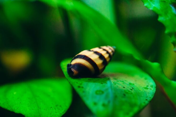What Do Tiger Barbs Eat? (The Best and Worst Food Options) - Avid Aquarist