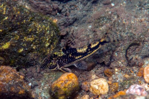 How Long Do Cory Catfish Live? (Lifespan By Species) - Avid Aquarist