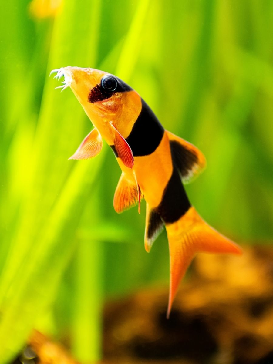Common Clown Loach Diseases and Illnesses - Avid Aquarist