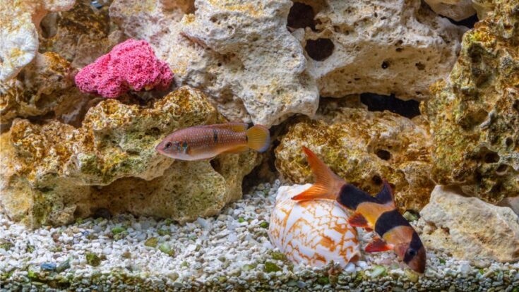 What Do Clown Loaches Eat? (And Do They Eat Algae?) - Avid Aquarist