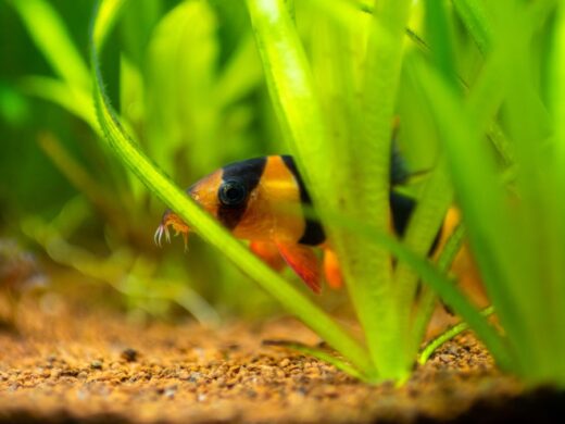 Do Clown Loaches Like Plants? (Will They Eat and Dig Them Up?) - Avid ...