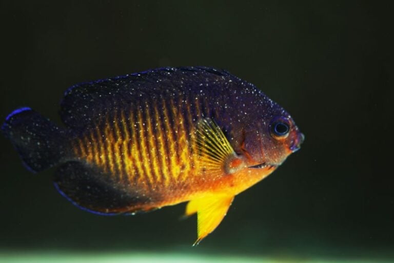 6 Common Cory Catfish Diseases and Illnesses - Avid Aquarist