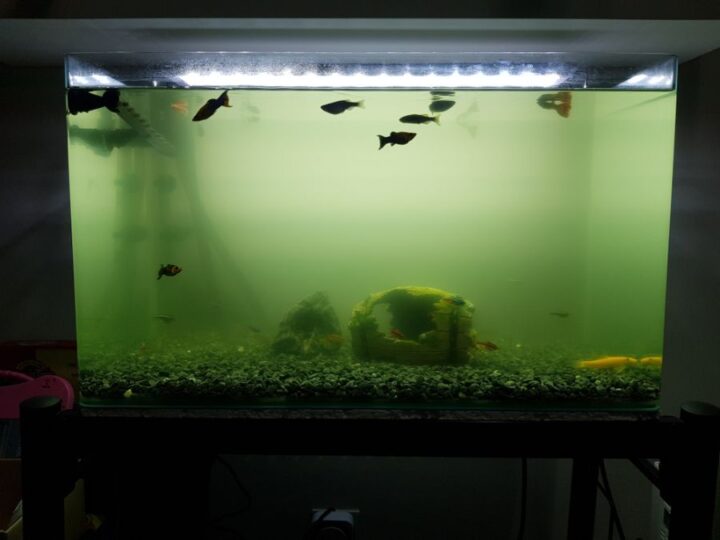 How to Treat a Pleco with Ich - Avid Aquarist