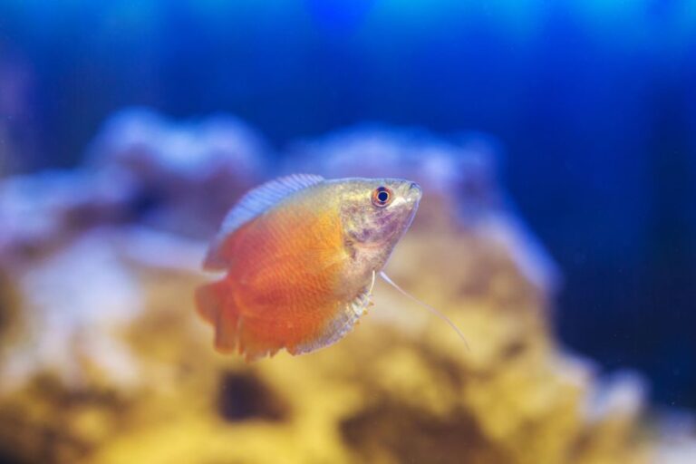 Can Gouramis Live Together? (And Can You Mix Types?) - Avid Aquarist