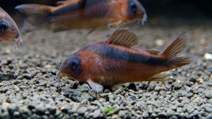 Cory Catfish Breeding Guide (Answers to Common Questions) - Avid Aquarist