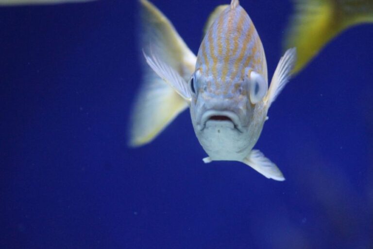 6 Common Cory Catfish Diseases and Illnesses - Avid Aquarist