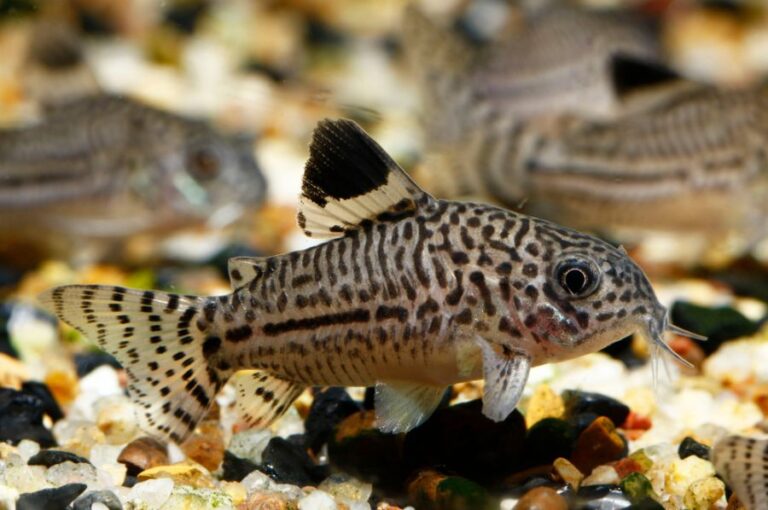 The Best Cory Catfish Tank Size By Species - Avid Aquarist