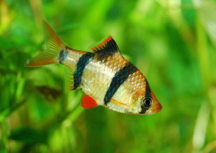 The Best (And Worst) Clown Loach Tank Mates - Avid Aquarist