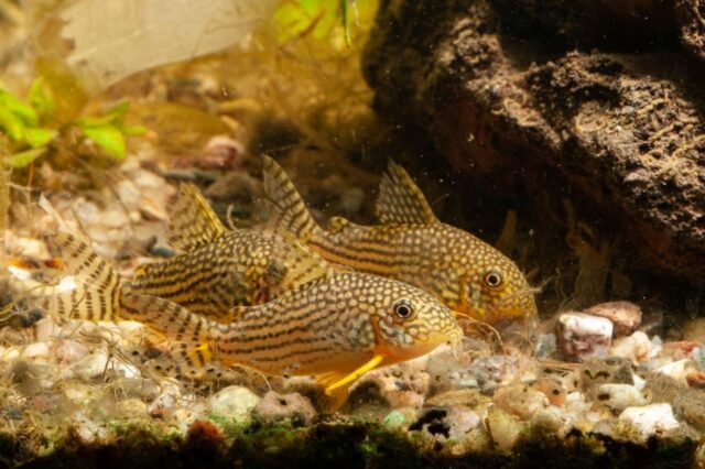 The Best Cory Catfish Tank Size By Species - Avid Aquarist