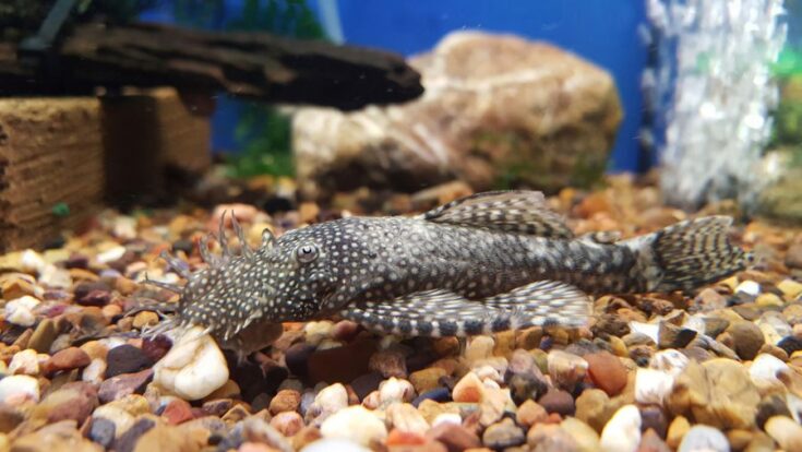 Pleco Types (15 Popular Plecos for Your Tank) - Avid Aquarist