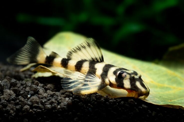 Pleco Types (15 Popular Plecos for Your Tank) - Avid Aquarist