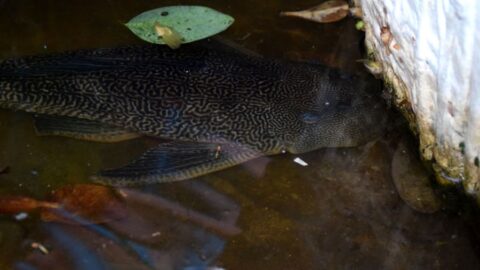 Can Plecos Live In Outdoor Ponds