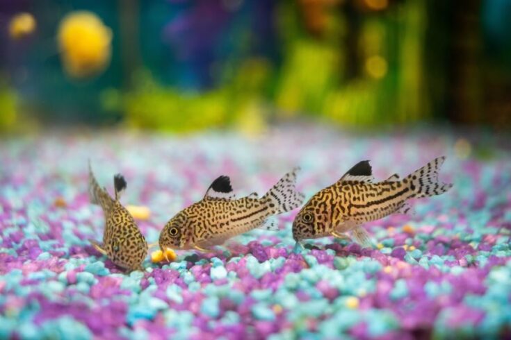 The Best Cory Catfish Tank Size By Species - Avid Aquarist