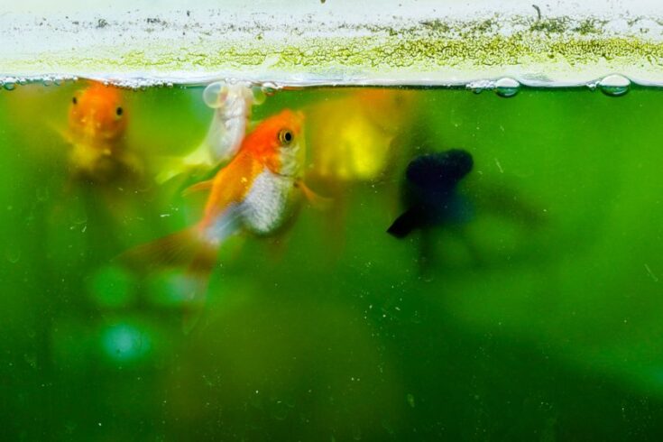 Is Your Pleco Floating but Not Dead? (7 Common Causes) - Avid Aquarist