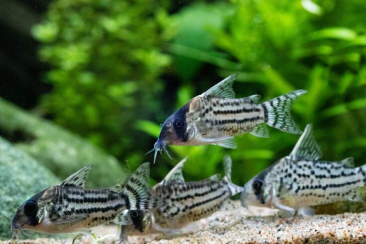 The Best Cory Catfish Tank Size By Species - Avid Aquarist