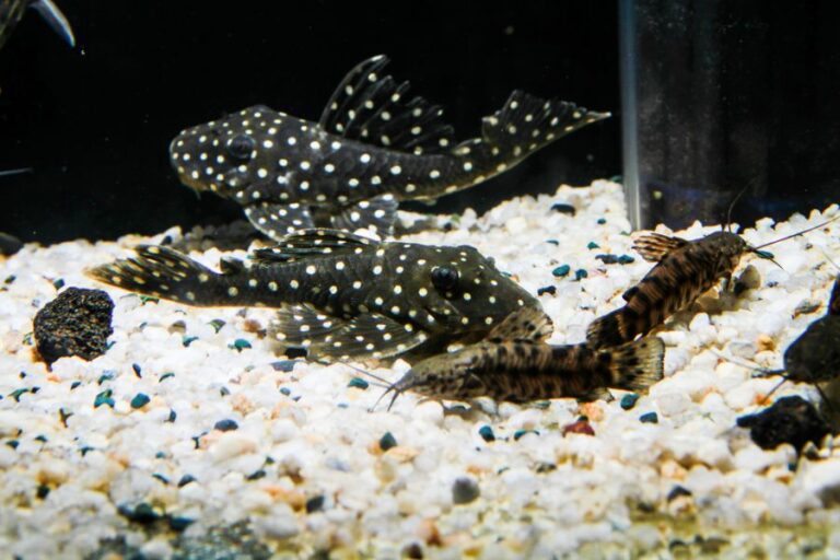 Pleco Types (15 Popular Plecos for Your Tank) - Avid Aquarist