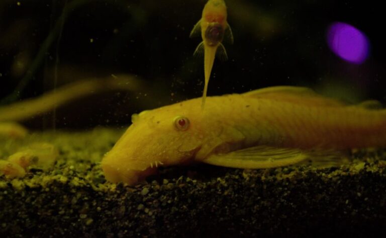 Why Is My Pleco's Skin Peeling? - Avid Aquarist