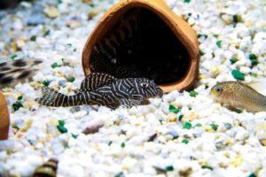 Pleco Care 101 (A Guide for Beginners) - Avid Aquarist