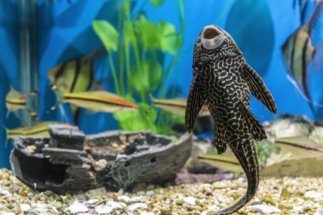 Pleco Care 101 (A Guide for Beginners) - Avid Aquarist