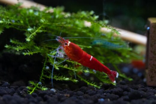 What Do Plecos Eat? (The Best and Worst Food Options) - Avid Aquarist
