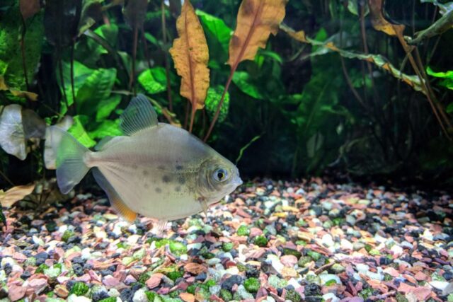 Oscar Fish Tank Mates (The Best and Worst Options to Consider) - Avid ...
