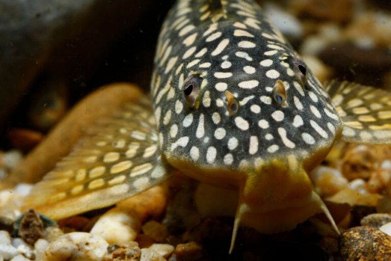 Pleco Types (15 Popular Plecos for Your Tank) - Avid Aquarist
