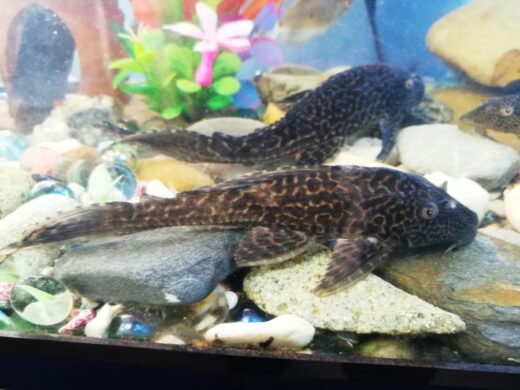 The Best Pleco Tank Size (By Type) - Avid Aquarist