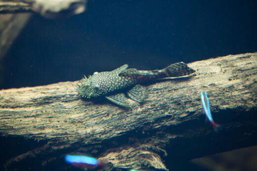 What Do Plecos Eat? (The Best and Worst Food Options) - Avid Aquarist