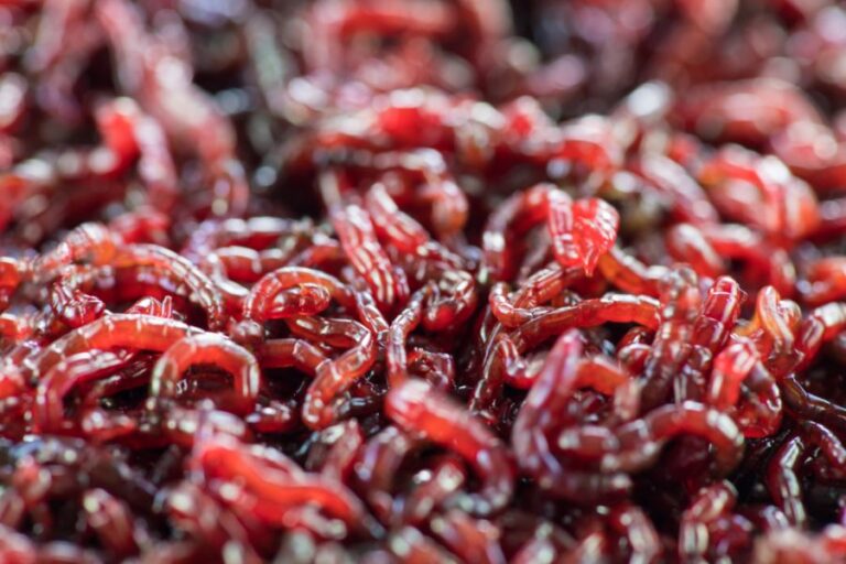 What Do Tiger Barbs Eat? (The Best and Worst Food Options) - Avid Aquarist