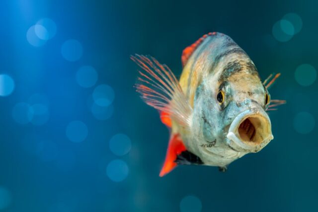 Why Is My Cichlid Laying On Its Side? (2 Common Causes) - Avid Aquarist