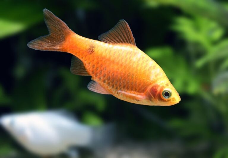 The Best (And Worst) Tiger Barb Tank Mates to Consider - Avid Aquarist