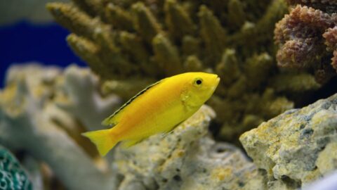 10 Common Cichlid Diseases and Illnesses - Avid Aquarist