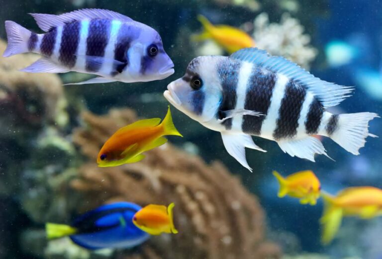 The Best Cichlid Tank Size (For Popular Types of Cichlids) - Avid Aquarist