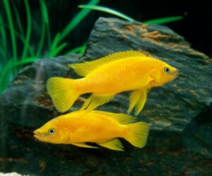 Cichlid Breeding Guide (Everything You Need to Know) - Avid Aquarist