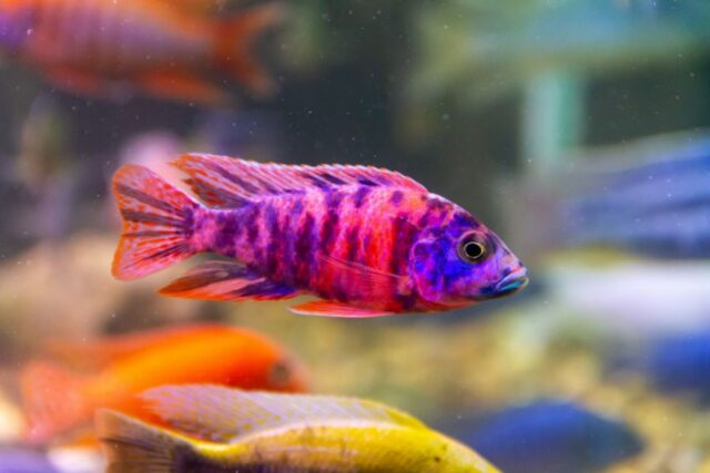 14 Popular Cichlid Types for Your Tank - Avid Aquarist