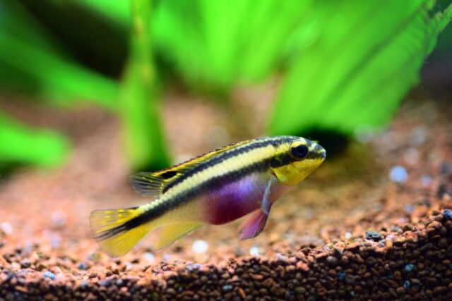 14 Popular Cichlid Types for Your Tank - Avid Aquarist