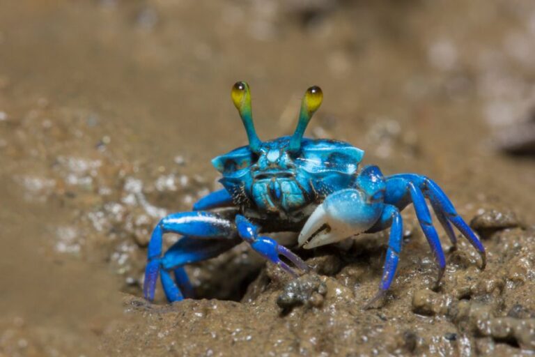 Are Hermit Crabs Social? (And Do They Need a Friend?) - Avid Aquarist