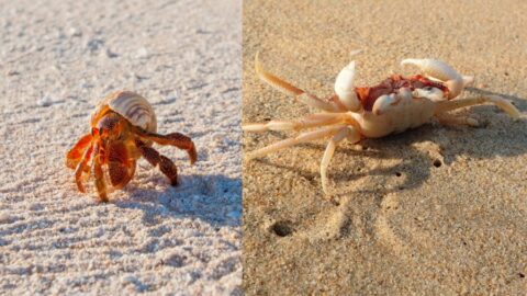 Hermit Crabs vs. Crabs (The Key Similarities and Differences) - Avid ...