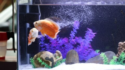 What Size Tank Do You Need for Your Oscar Fish? - Avid Aquarist