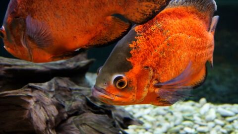 How Big Do Oscar Fish Get? (Plus Tips for Better Growth) - Avid Aquarist