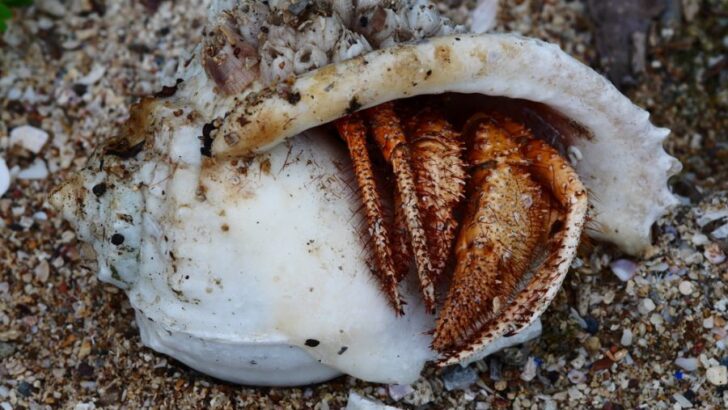 Why Did My Hermit Crab Die? (8 Common Causes) - Avid Aquarist