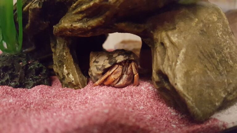 Simple Tips for the Ideal Hermit Crab Tank Setup - Avid Aquarist