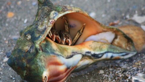 Fascinating Hermit Crab Adaptations to Know About - Avid Aquarist