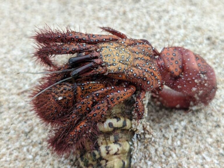 Why Did My Hermit Crab Die? (8 Common Causes) - Avid Aquarist