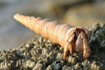 The Stages of a Hermit Crab's Life Cycle - Avid Aquarist