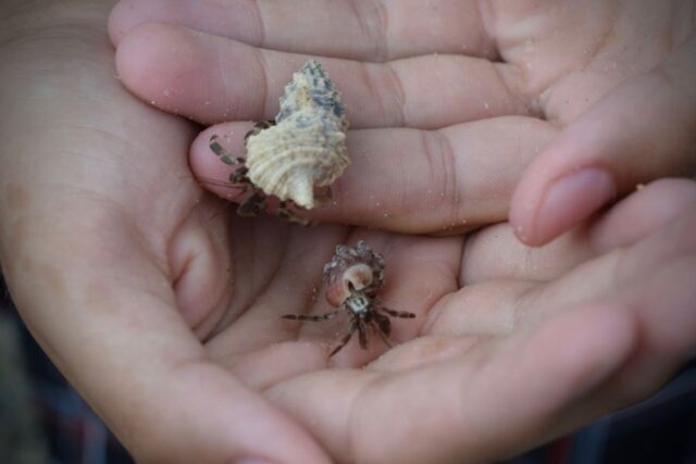 Hermit Crab Care Guide for Beginners - Avid Aquarist