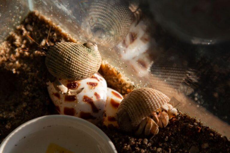 Hermit Crab Care Guide for Beginners - Avid Aquarist