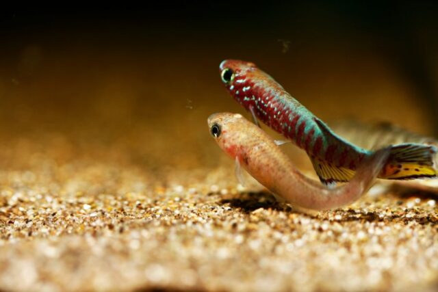 Killifish Breeding Guide (Answers to Common Questions) - Avid Aquarist